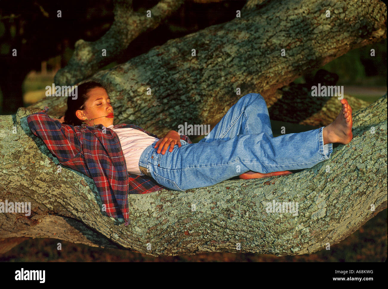 Young girl sleeping on the limb of a large tree Stock Photo - Alamy