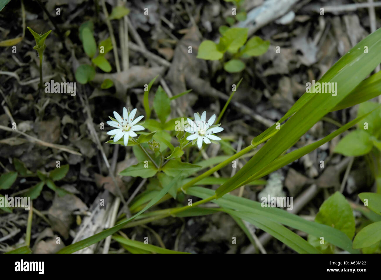 Star chickweed stellaria pubera hi-res stock photography and images - Alamy