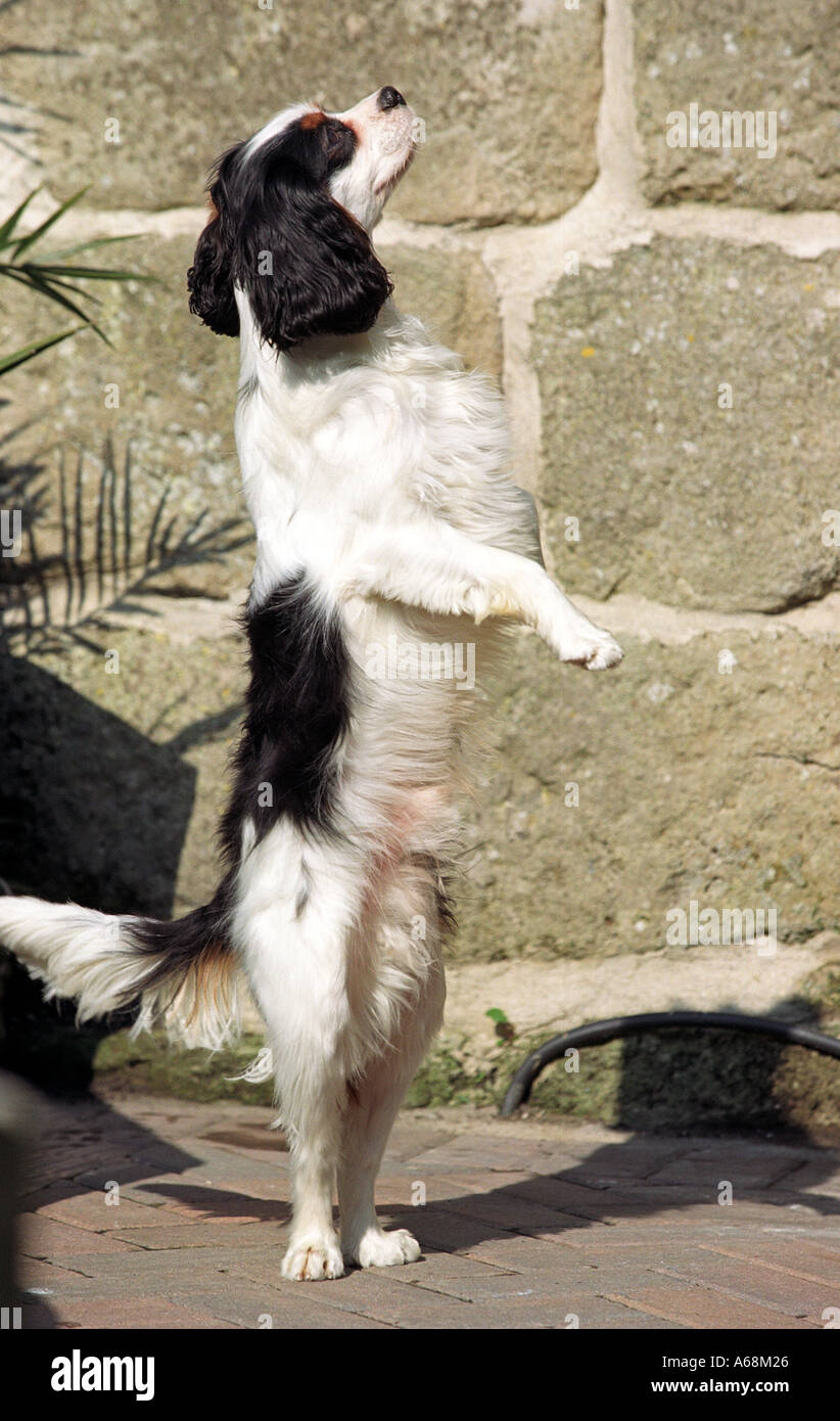 A King Charles Spaniel standing on its hind legs Stock Photo - Alamy