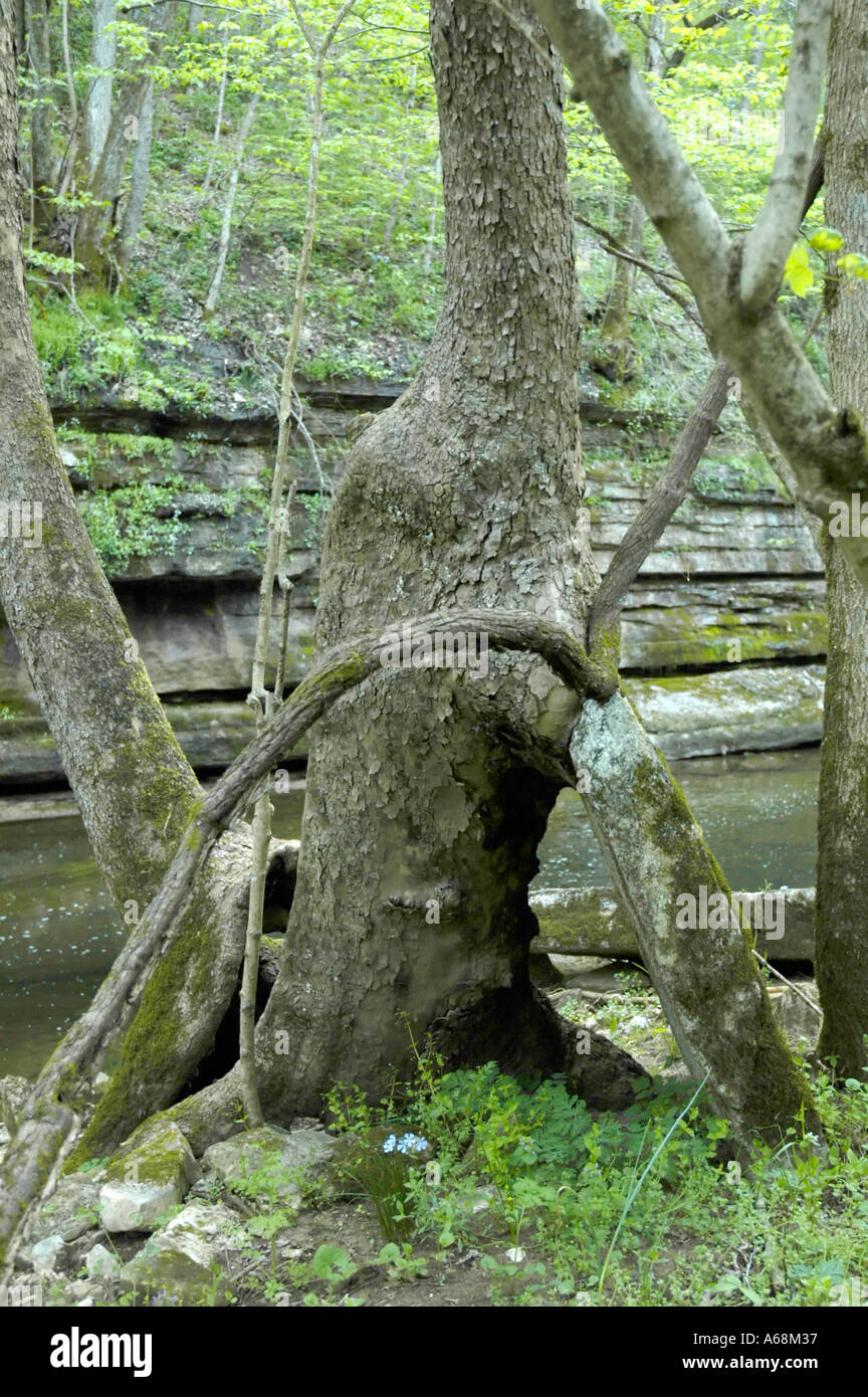 Tree Sitting on Vertical Rock Stock Photo - Alamy