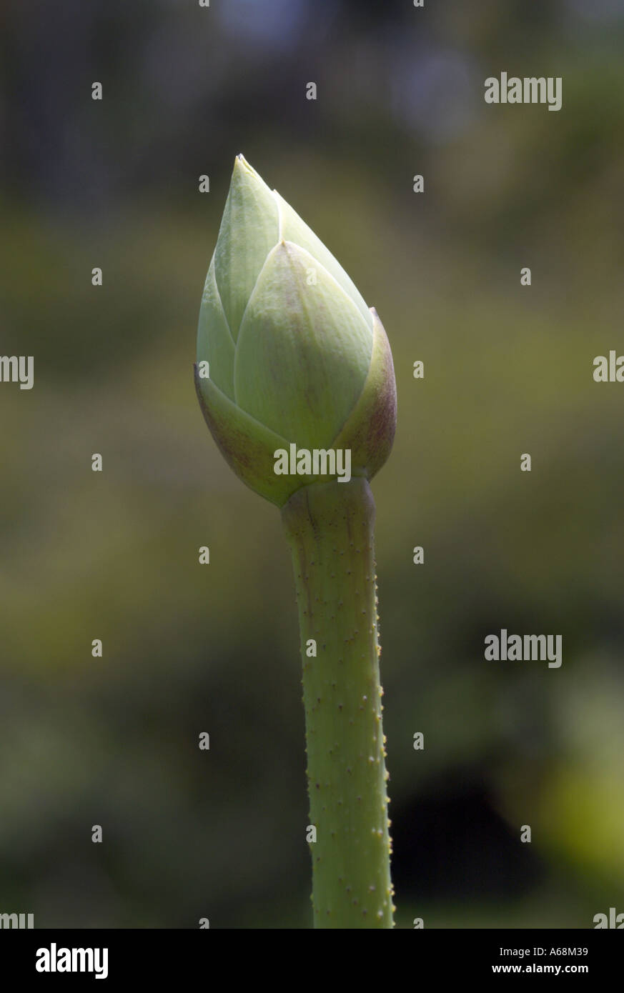 lotus flower in bud Stock Photo - Alamy