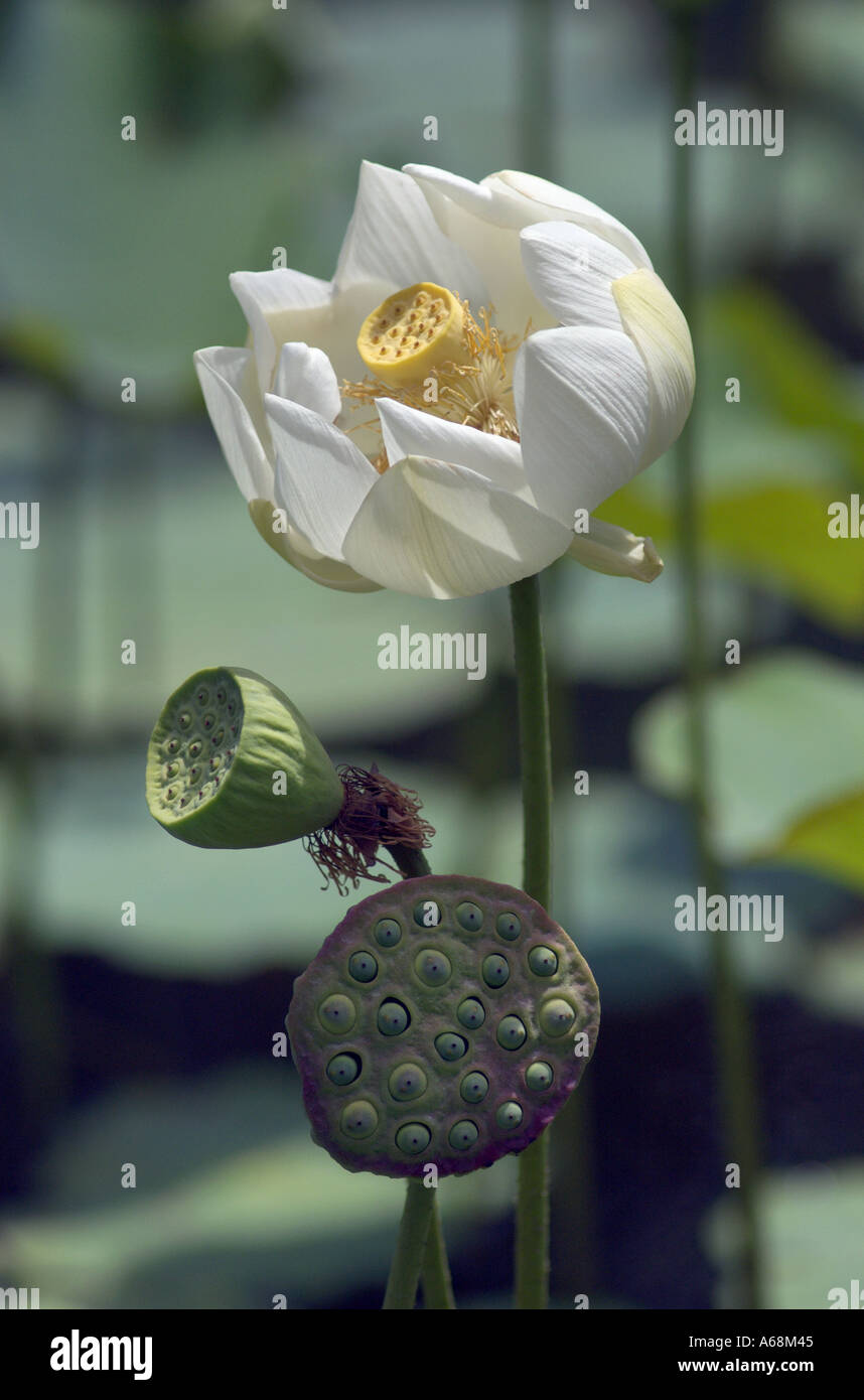 Opening lotus hi-res stock photography and images - Alamy