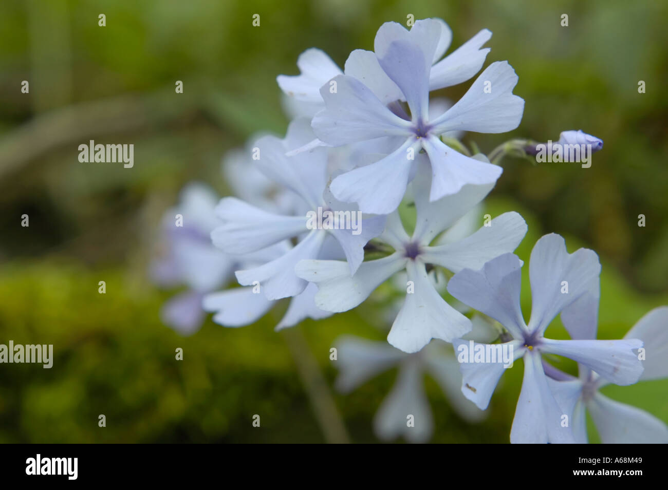 Blue Phlox Wildflower Stock Photo - Alamy
