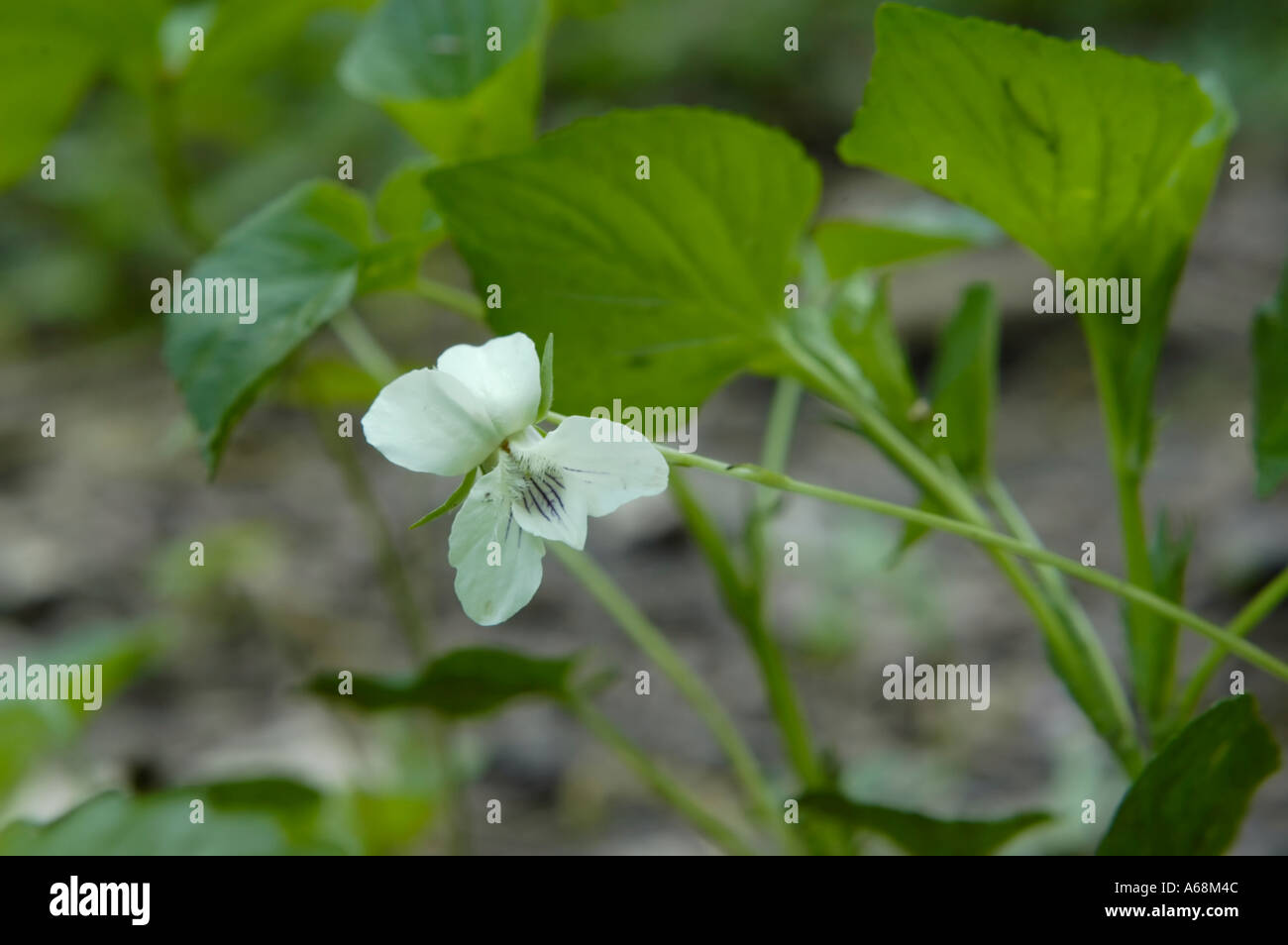Cream Violet Wildflower Stock Photo - Alamy