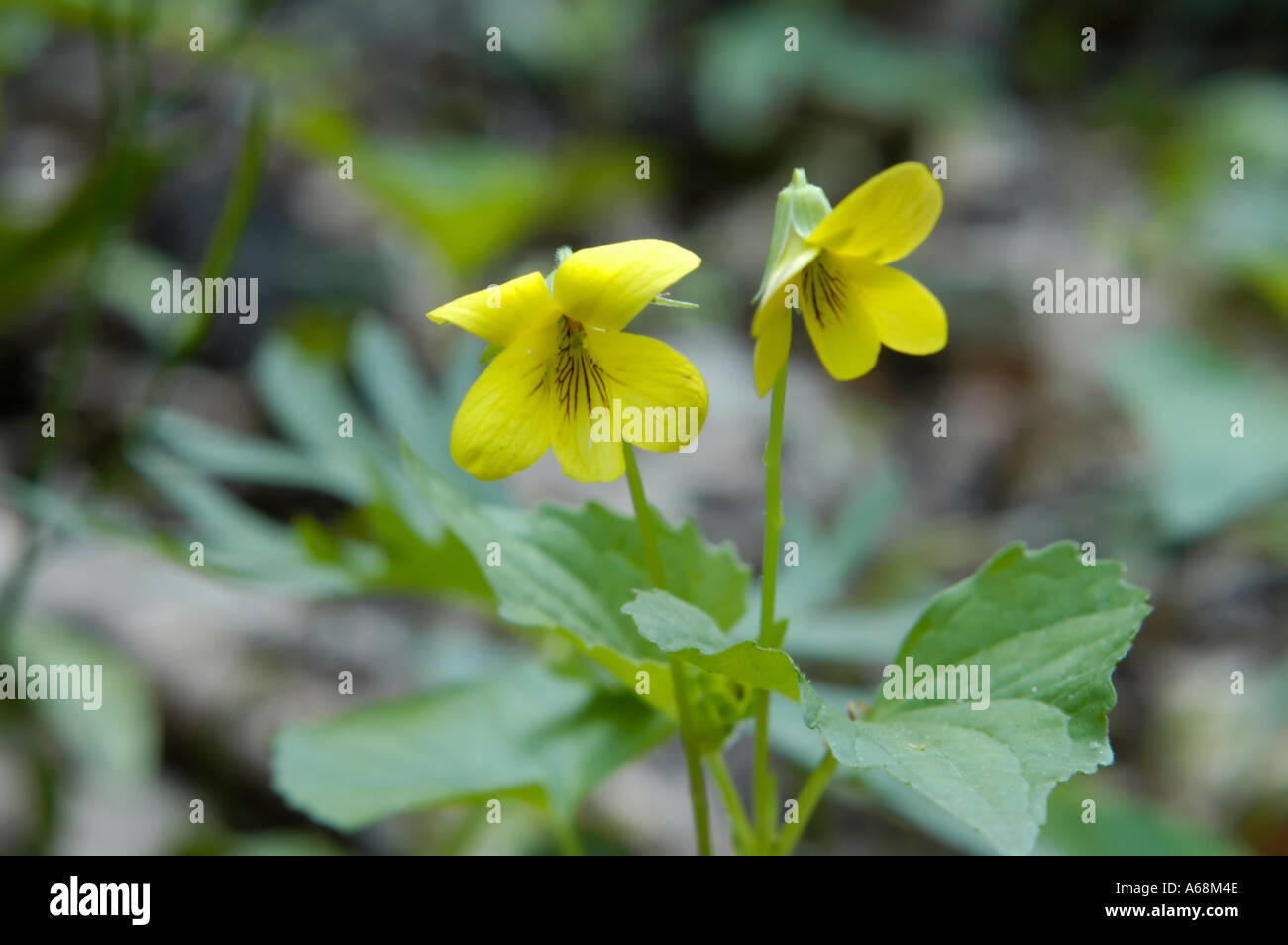 Downy Yellow Violet Wildflower Stock Photo - Alamy