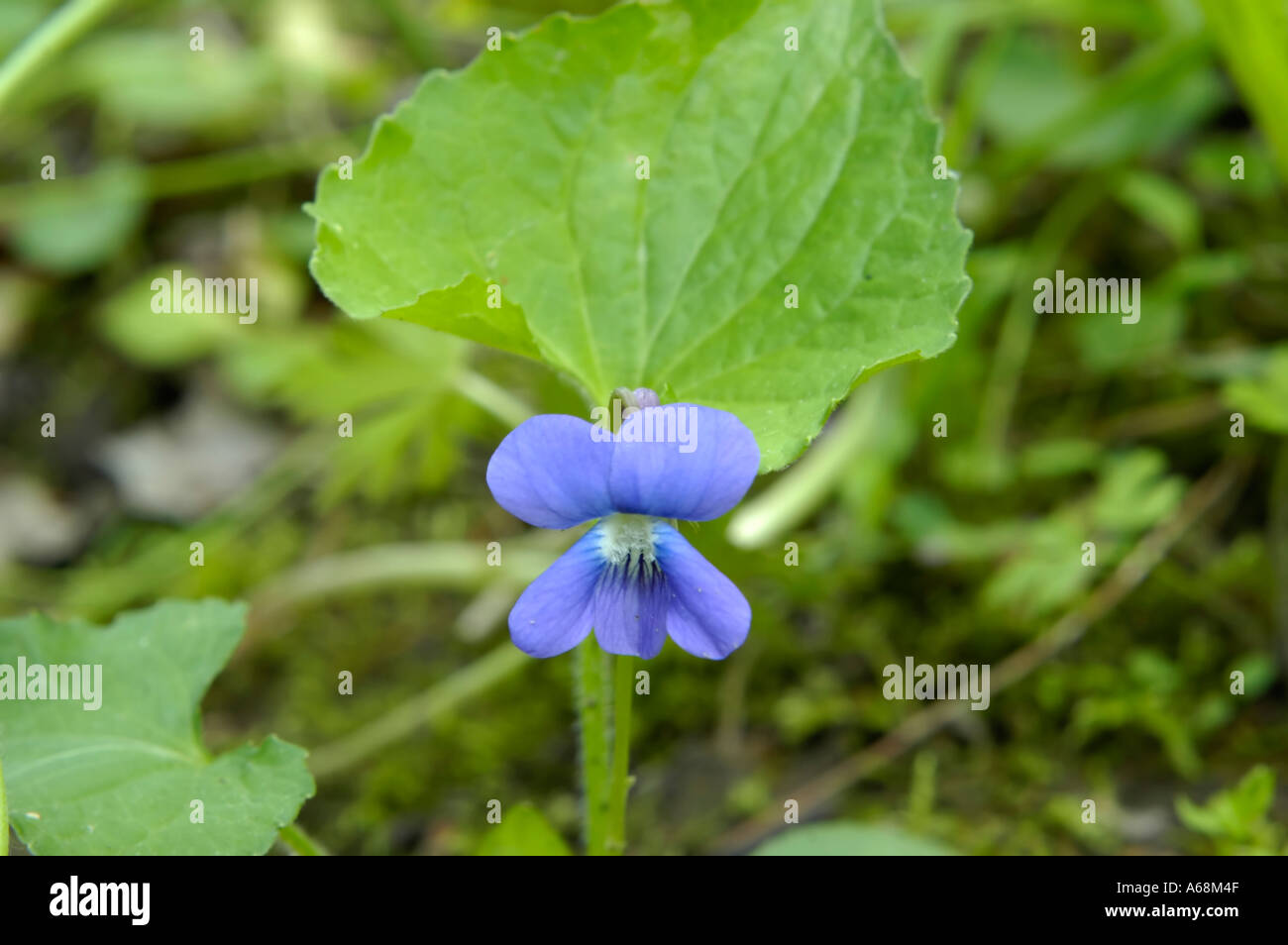 Dooryard violet hi-res stock photography and images - Alamy