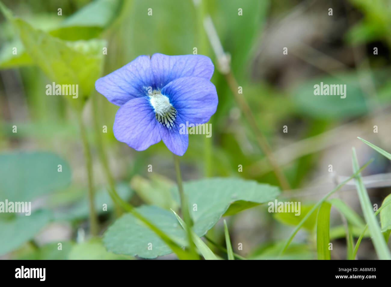 Common blue violet viola sororia hi-res stock photography and images ...
