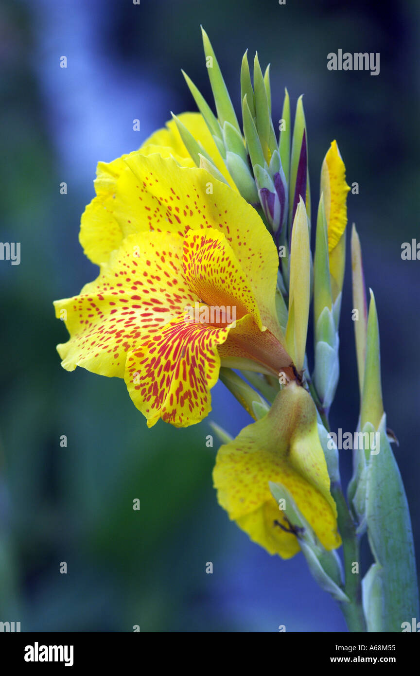 yellow canna generalis flower Stock Photo - Alamy