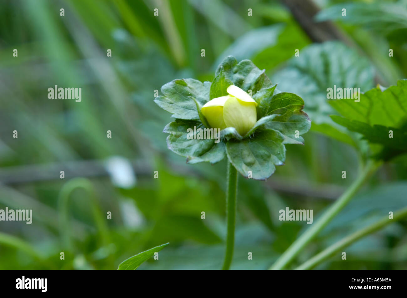 Duchesnea indica indian strawberry hi-res stock photography and images ...