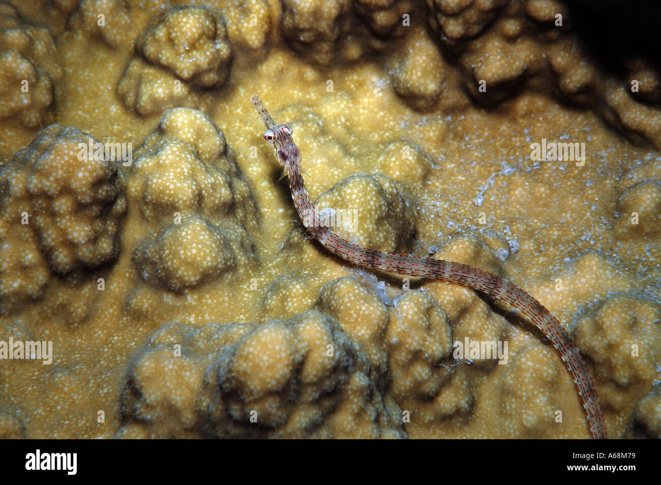 Reef top pipefish hi-res stock photography and images - Alamy