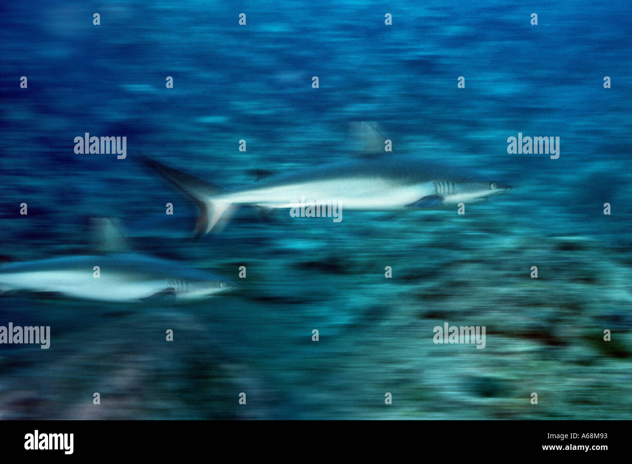 two black tailed sharks in motion Stock Photo - Alamy
