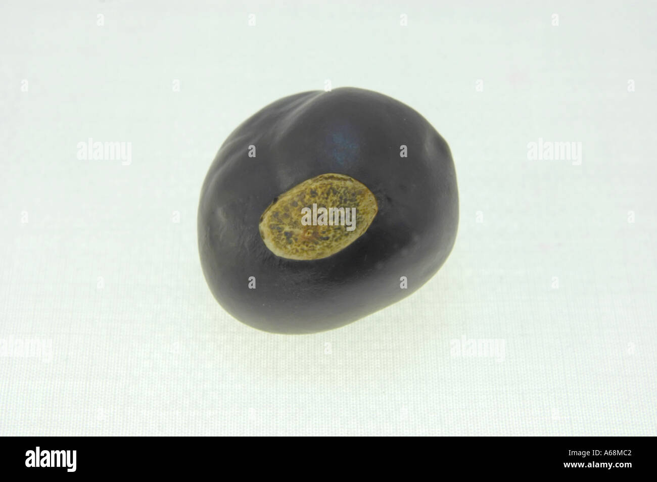 Buckeye tree nut hi-res stock photography and images - Alamy