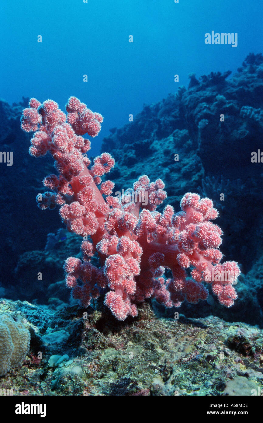 Red soft corals rocky island hi-res stock photography and images - Alamy