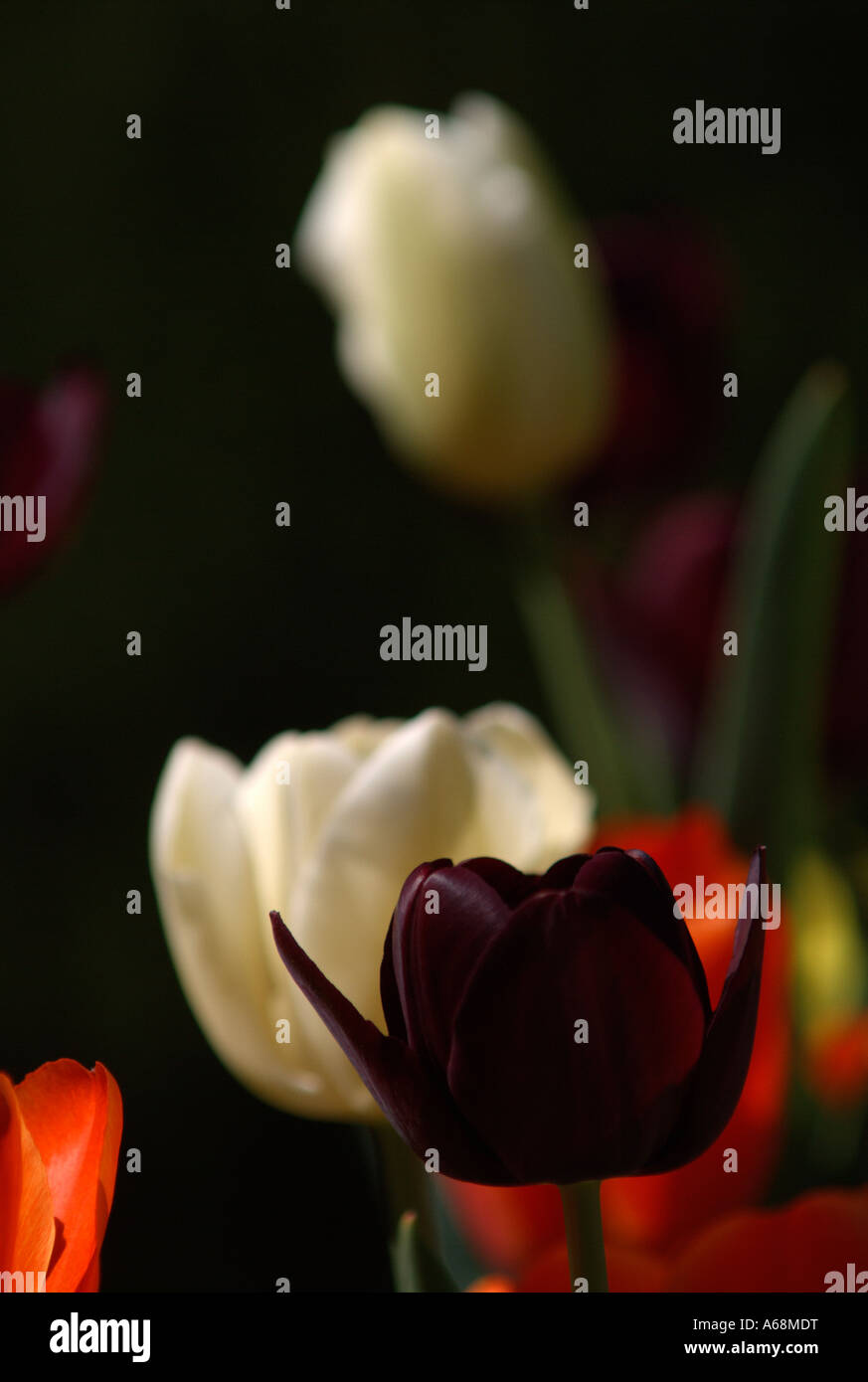 Close up of tulip (tulipa) flowers Stock Photo - Alamy