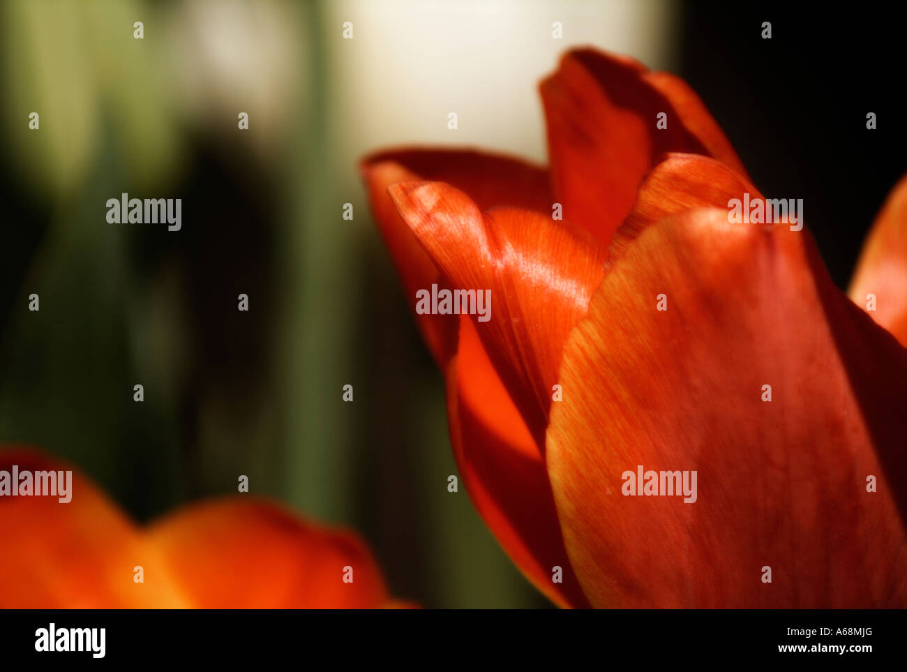 Close up of tulip (tulipa) flowers Stock Photo - Alamy