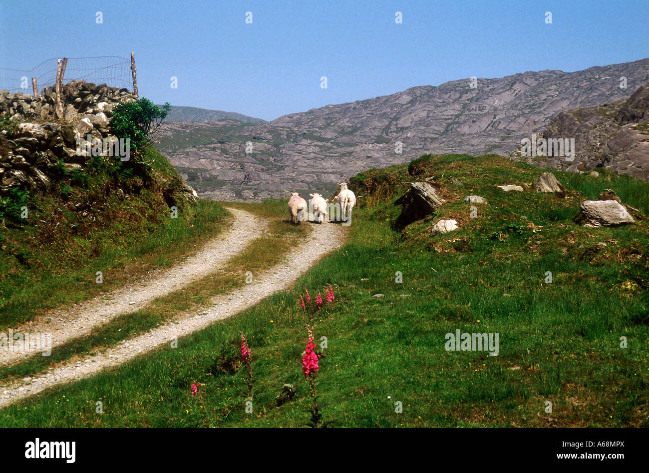 Sheep ireland path not moher hi-res stock photography and images - Alamy
