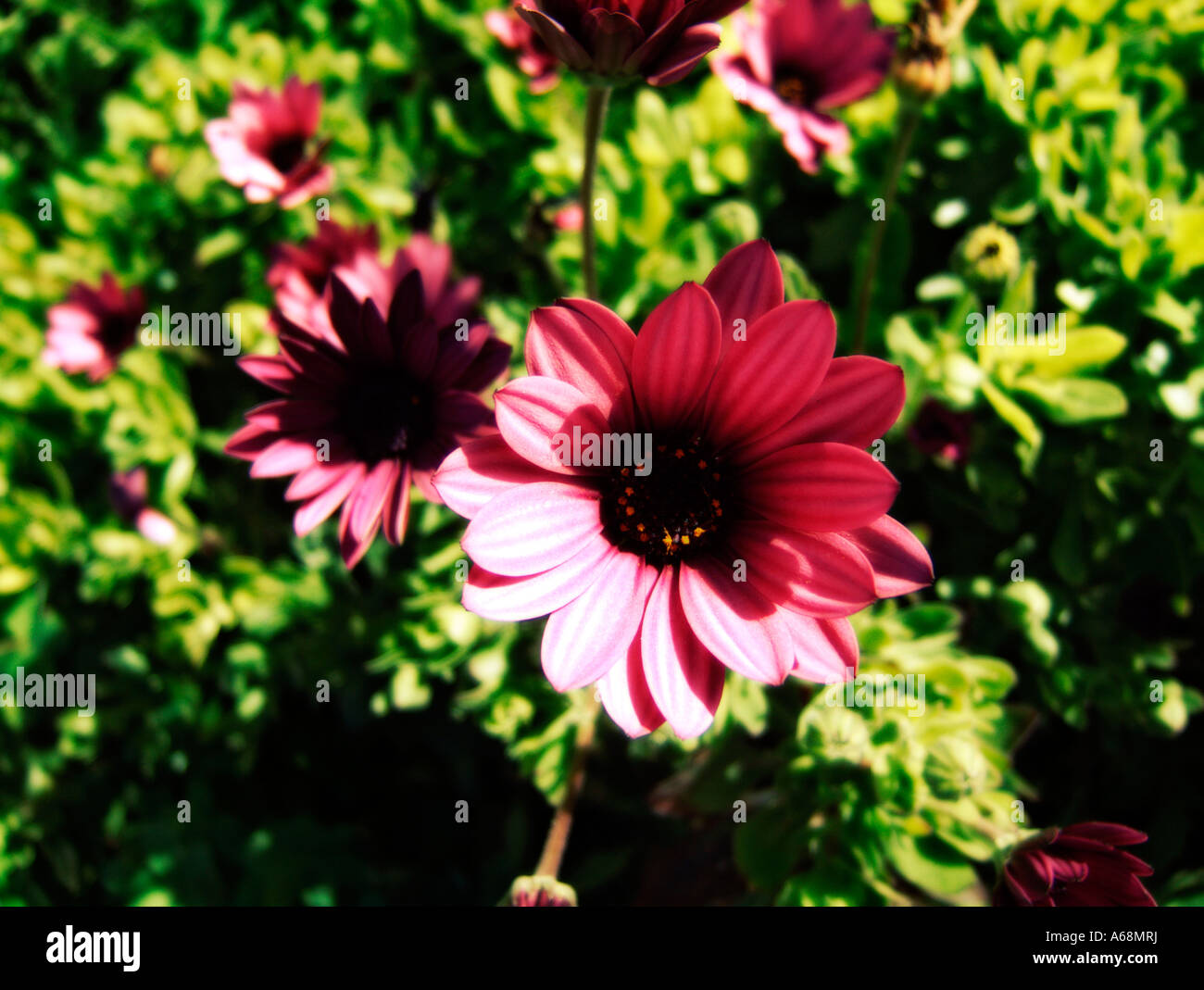 Violet Daisy flowers Stock Photo - Alamy