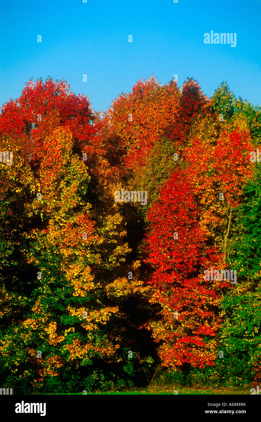 Colorful fall foliage on New England trees Stock Photo - Alamy