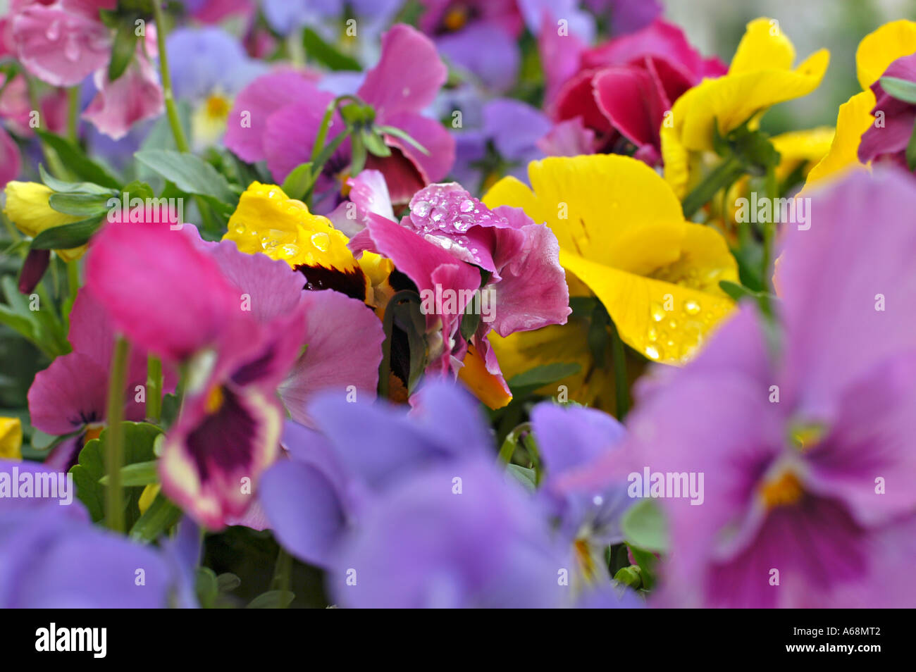 Pansies bloom hi-res stock photography and images - Alamy