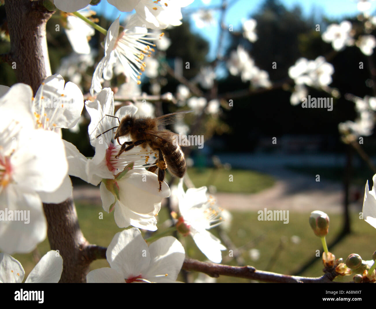 A bee collecting pollen in the first plum blossoms of the season ...