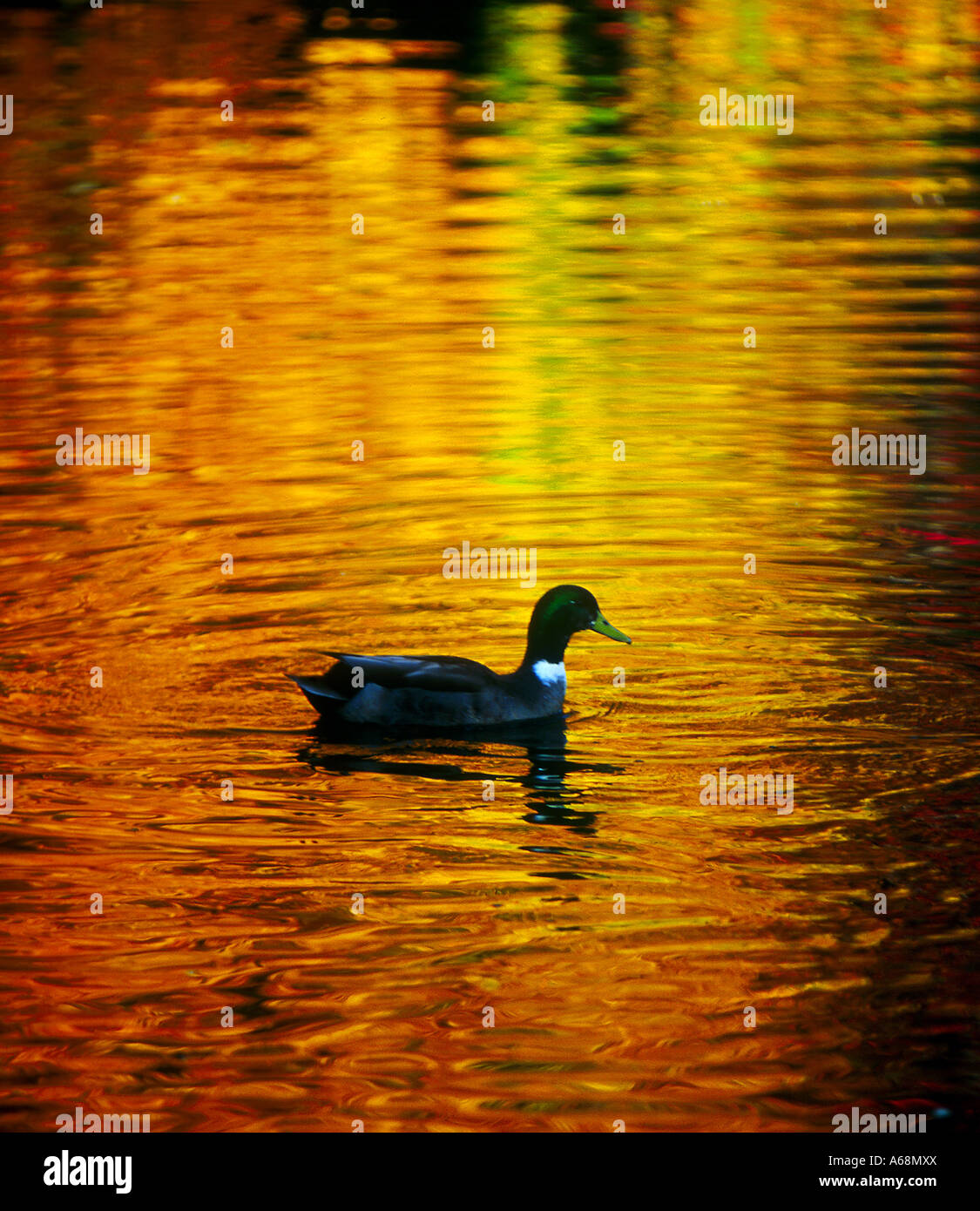 Duck on a pond with golden reflections of autumn Stock Photo - Alamy