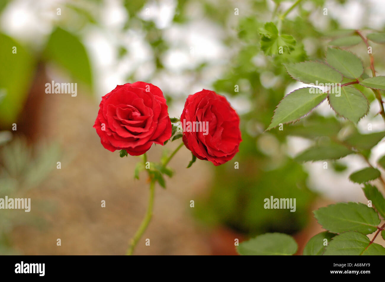 Two red roses hi-res stock photography and images - Alamy