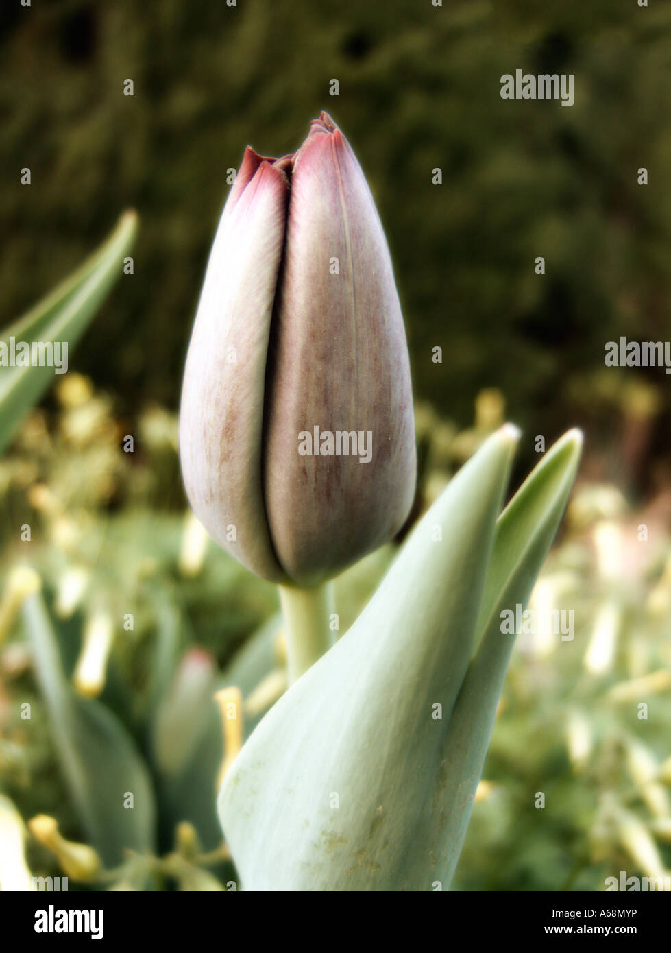 Close up of tulip (tulipa) flowers before become open Stock Photo - Alamy