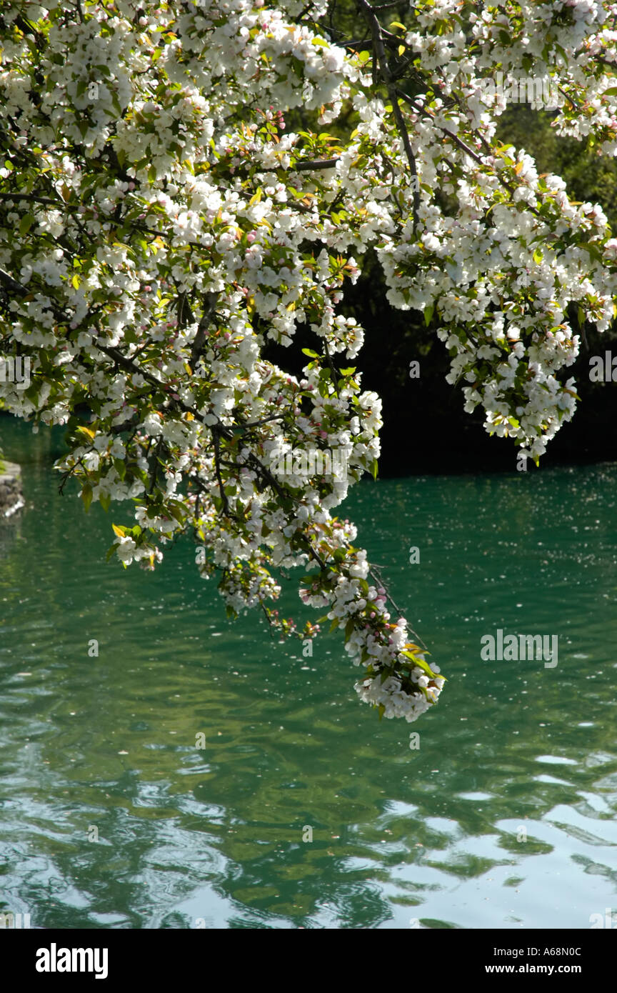 Flowering Branches Over Water Stock Photo - Alamy