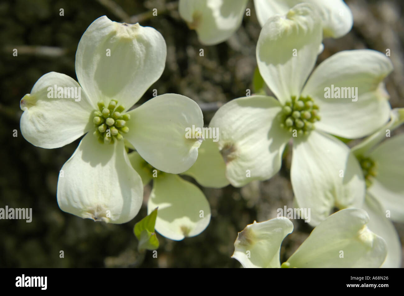 White Dogwood Blossoms Stock Photo - Alamy