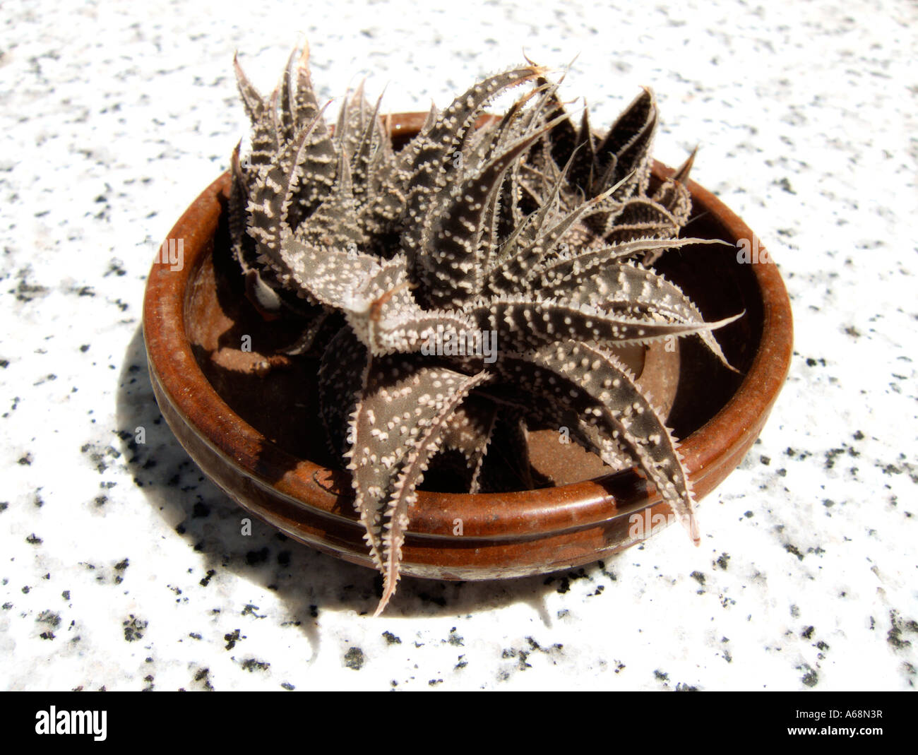 Close-up of small piece of cactus on a dish Stock Photo - Alamy