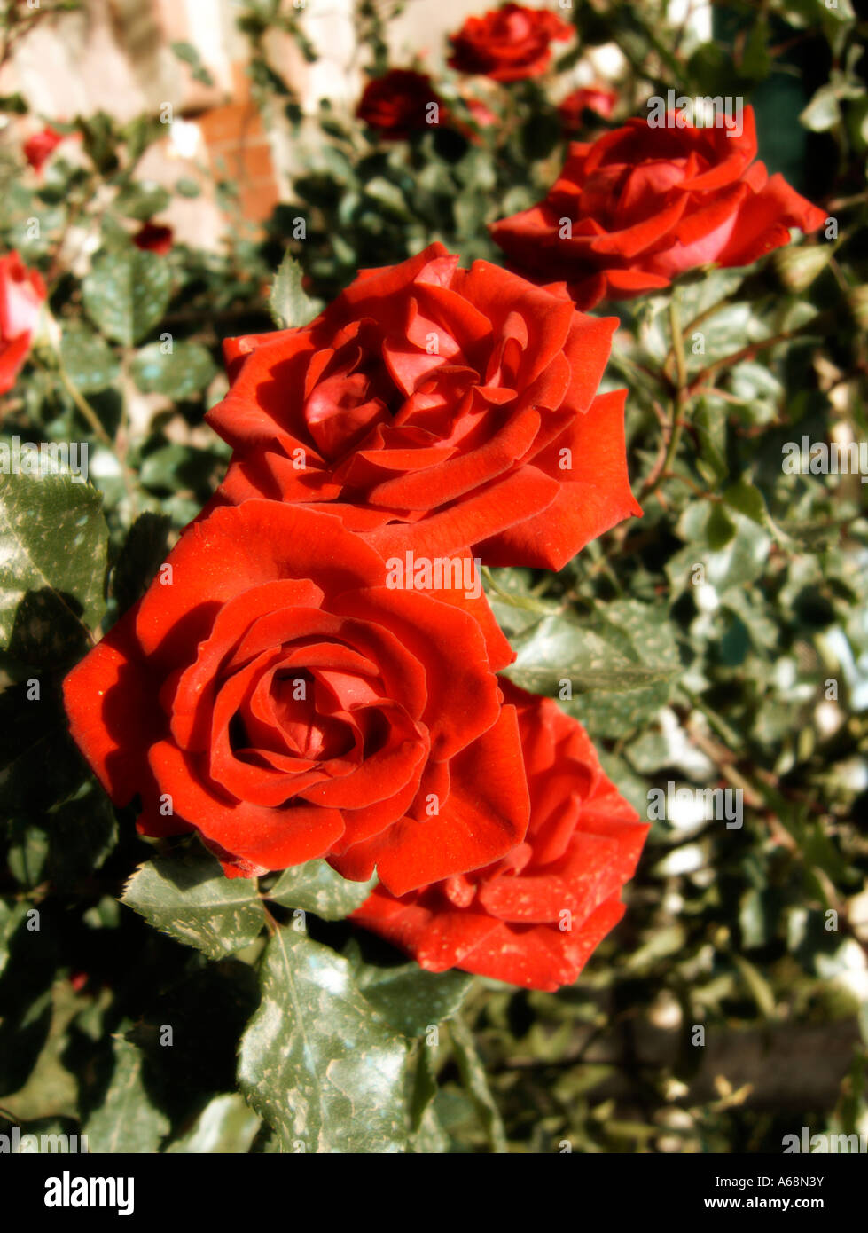 Close up of red rose on plant Stock Photo - Alamy