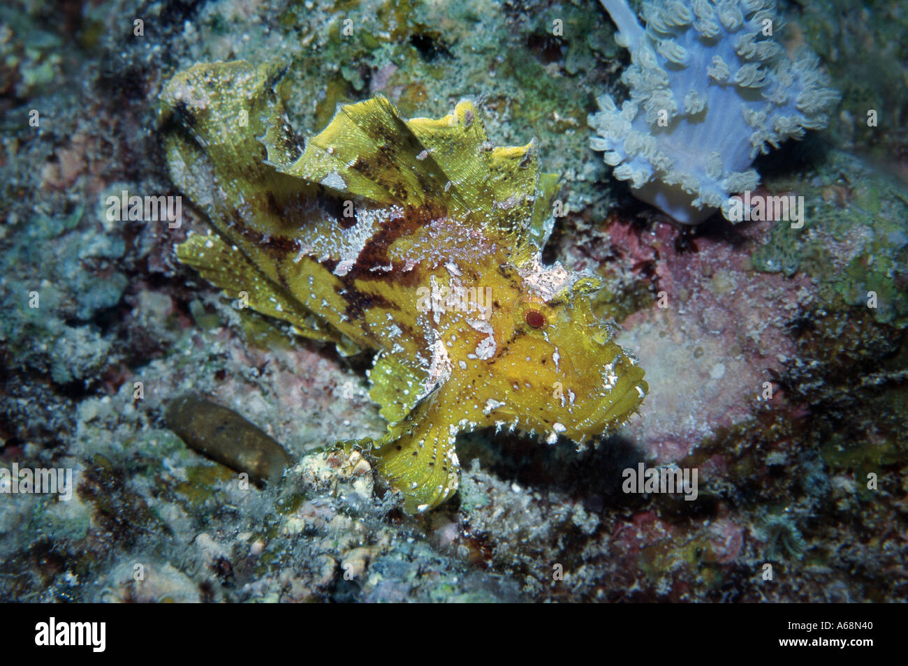 Paperfish hi-res stock photography and images - Alamy