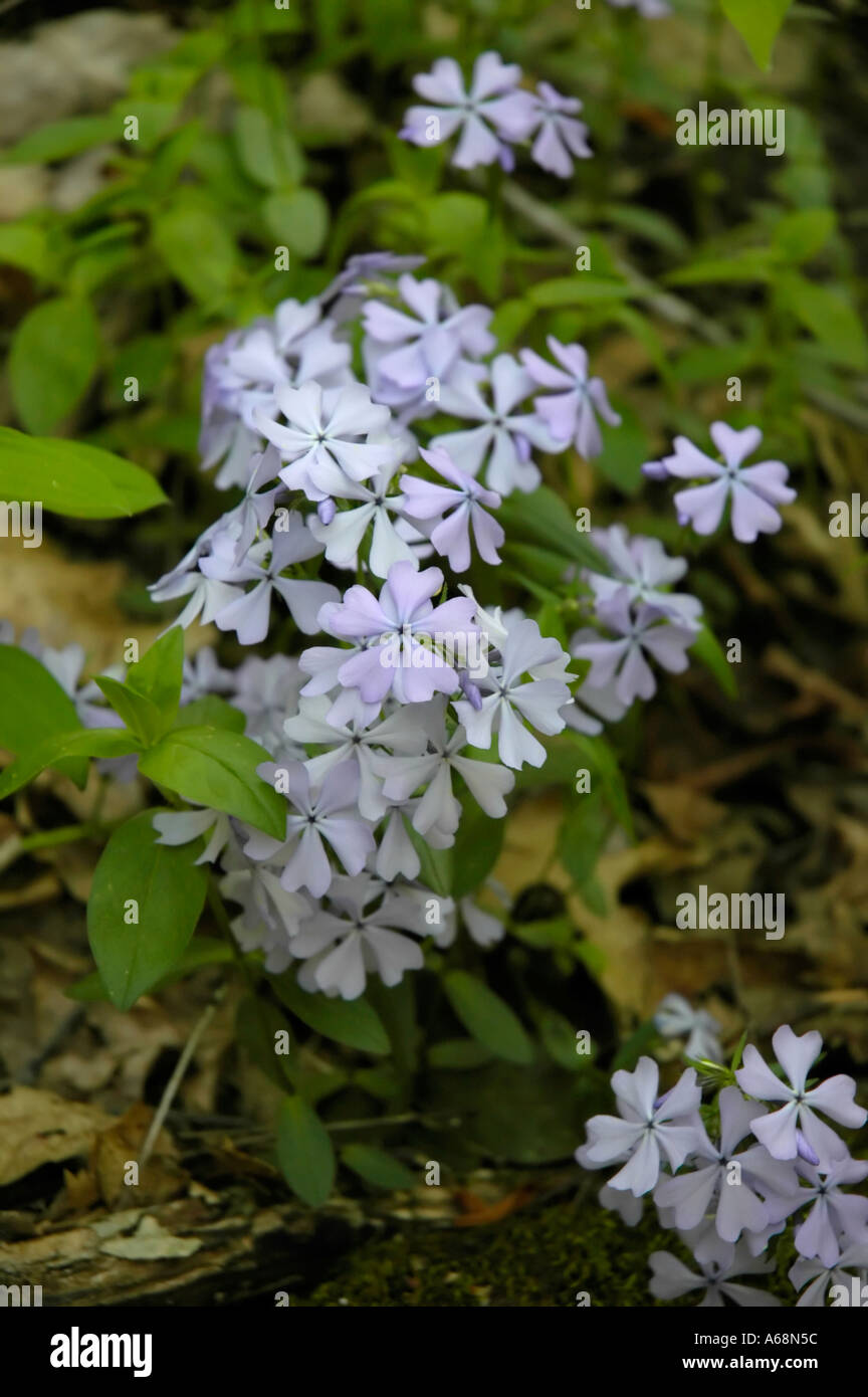 Blue Phlox Wildflower Stock Photo - Alamy