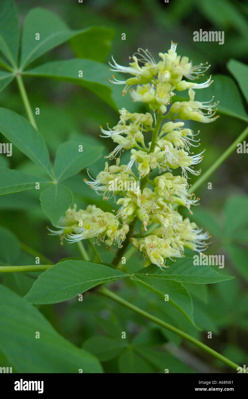 Ohio buckeye tree hi-res stock photography and images - Alamy