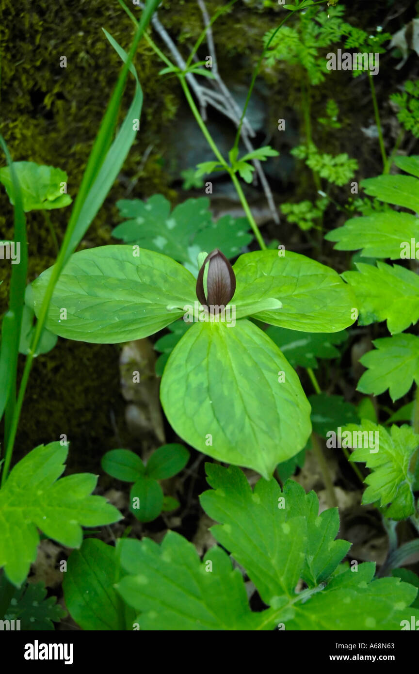 Sessile trillium wildflower hi-res stock photography and images - Alamy