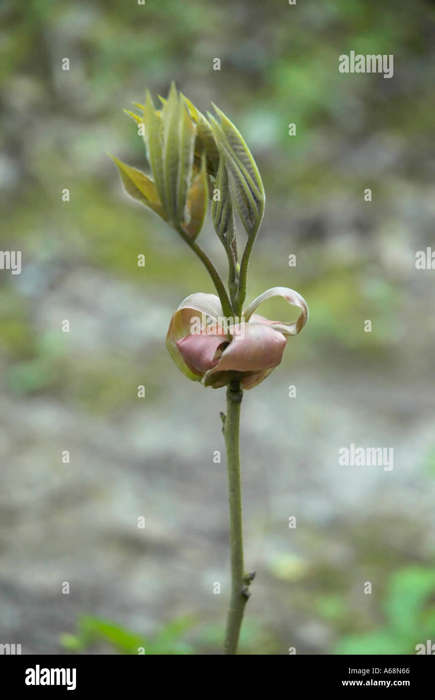 Hickory tree spring hi-res stock photography and images - Alamy