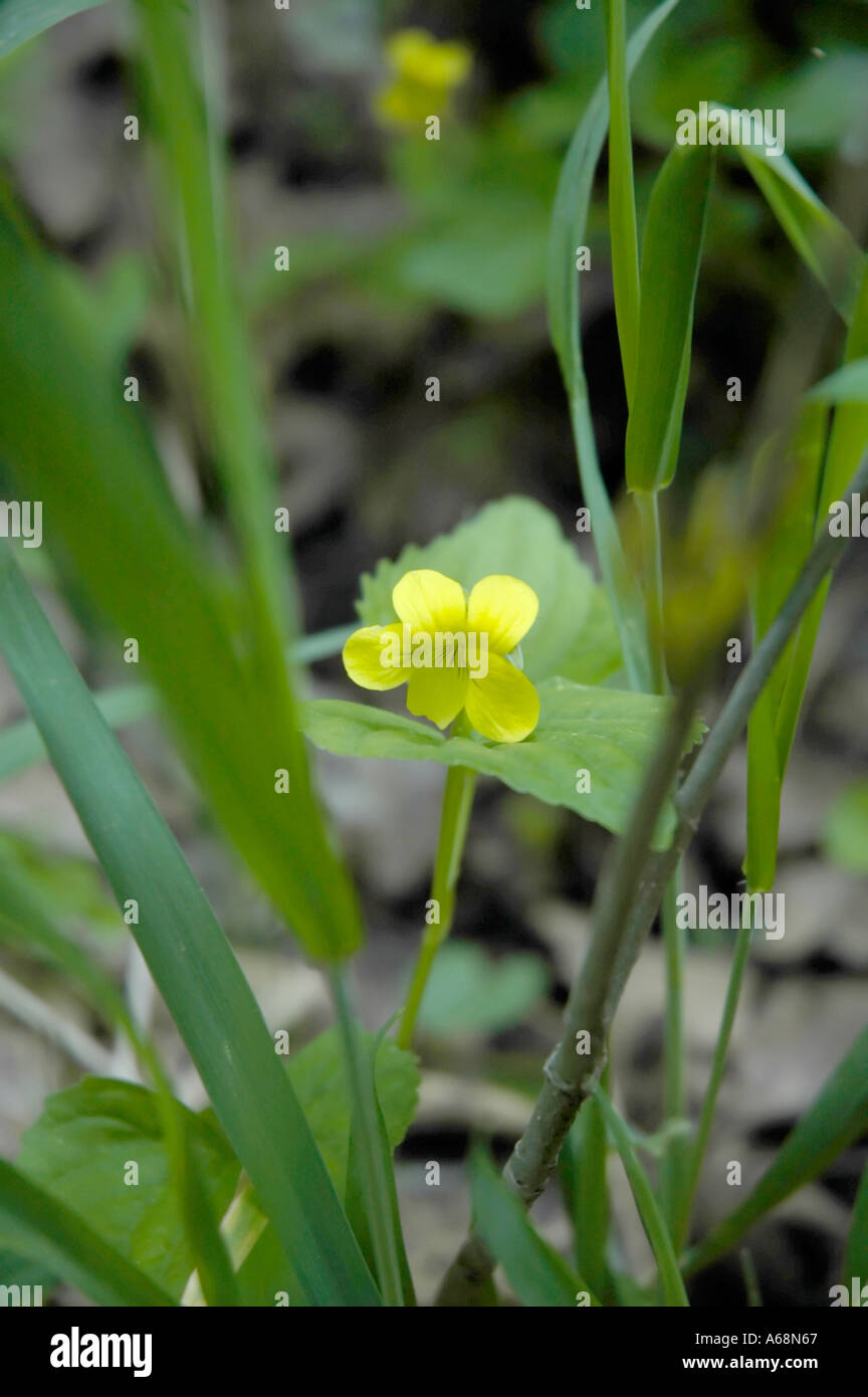 Downy yellow violet hi-res stock photography and images - Alamy