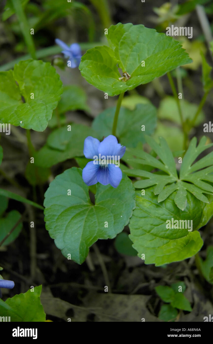 Dooryard violet hi-res stock photography and images - Alamy