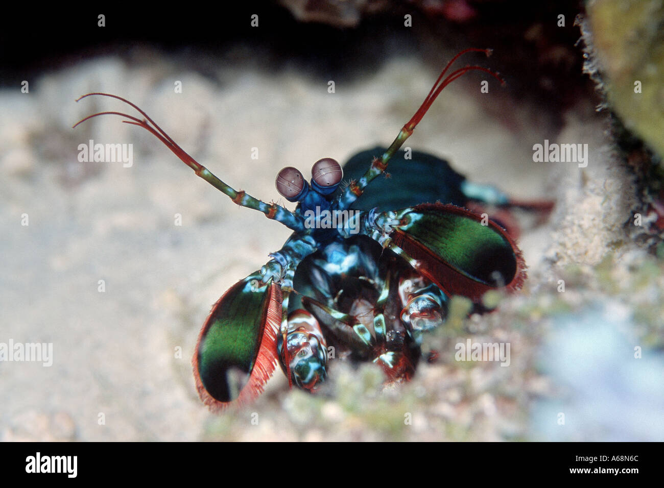 Mantis shrimp smasher hi-res stock photography and images - Alamy
