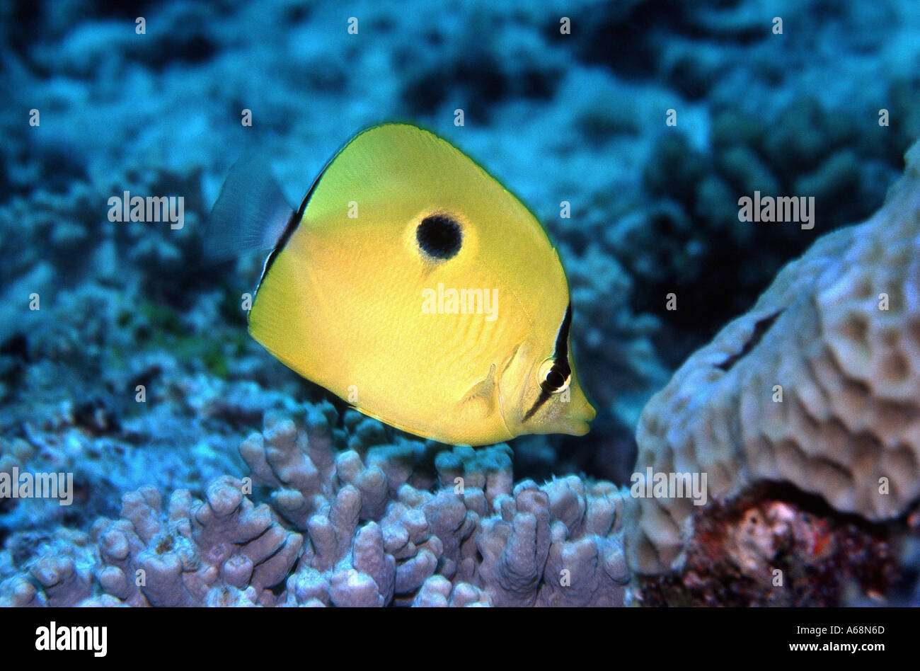 Teardrop butterflyfish hi-res stock photography and images - Alamy
