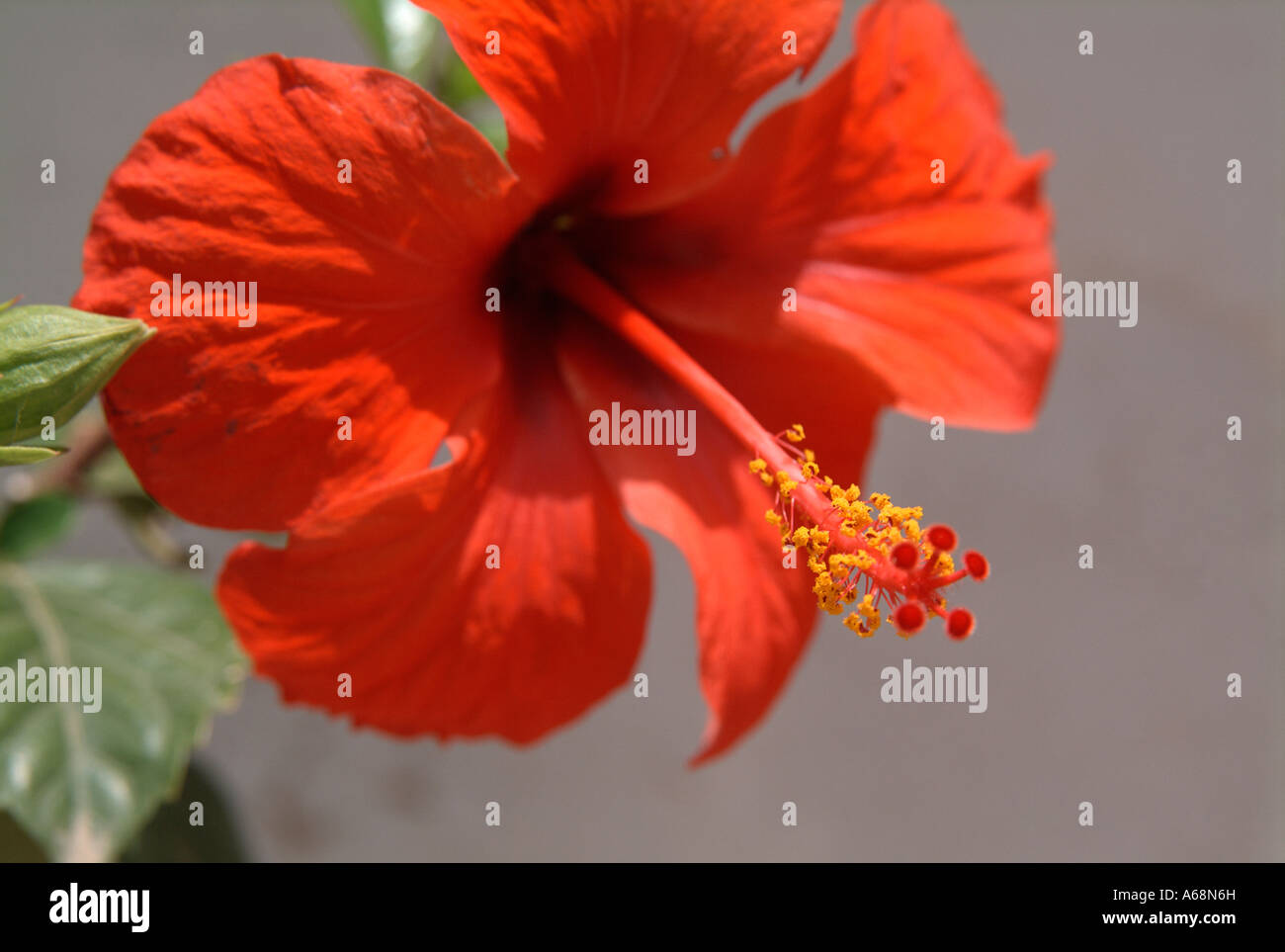 Red hibiscus flower Stock Photo - Alamy