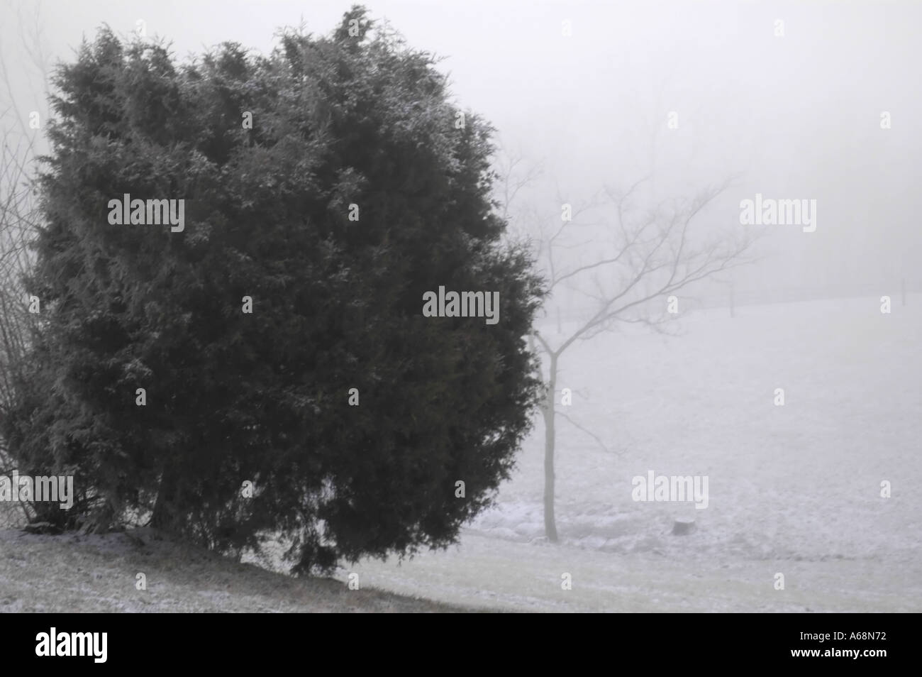 Cedar Tree in Snow and Fog Stock Photo - Alamy