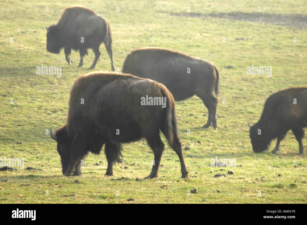 American bison grazing in a foggy meadow in Kentucky USA The scientific ...