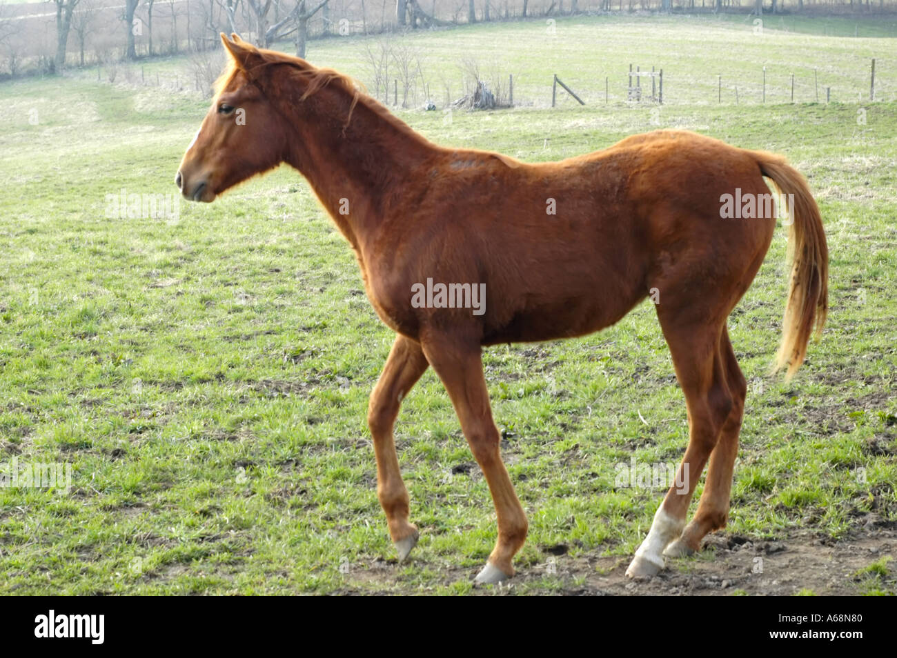 Colt standing hi-res stock photography and images - Alamy