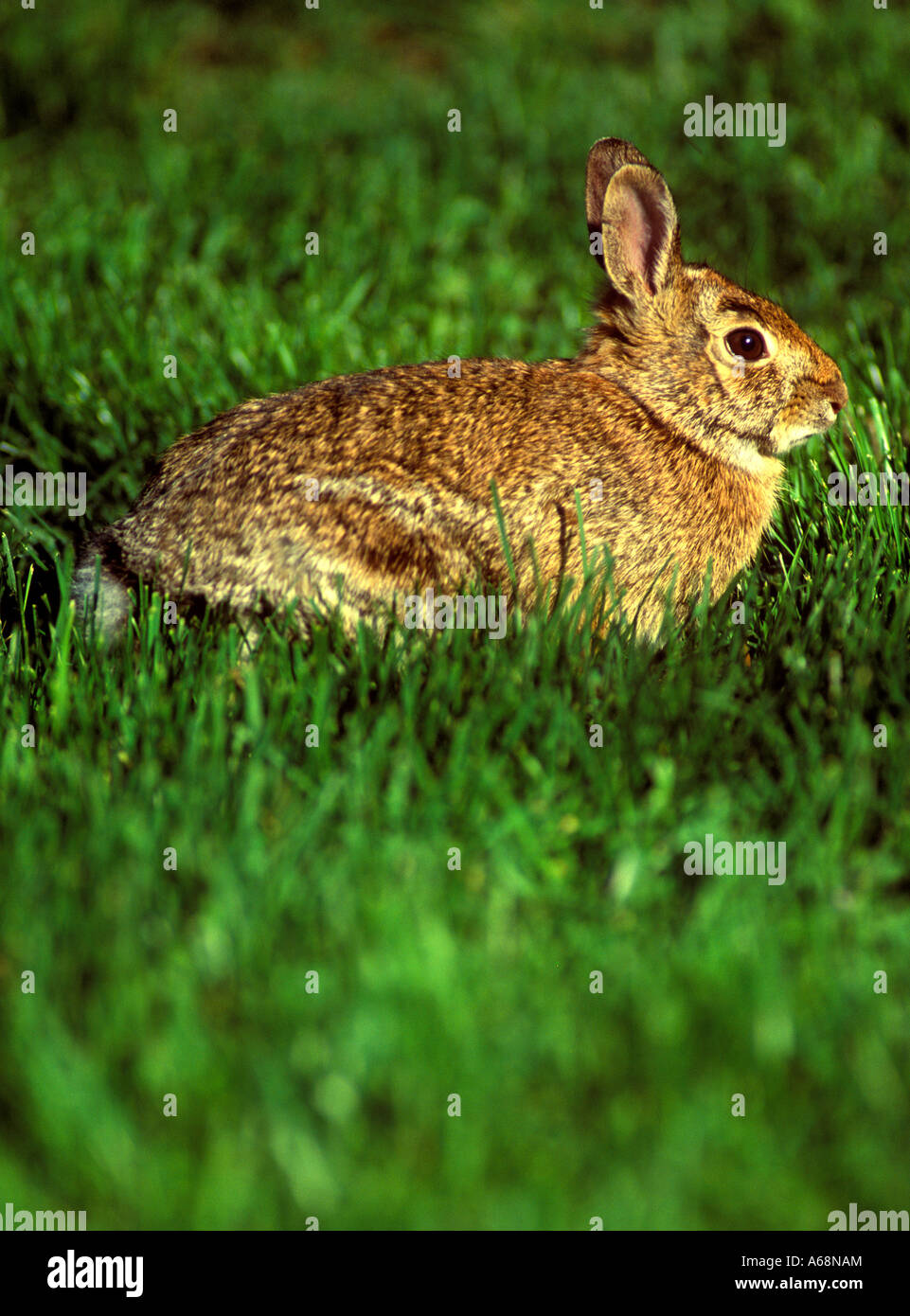 Rabbit eating grass Stock Photo - Alamy