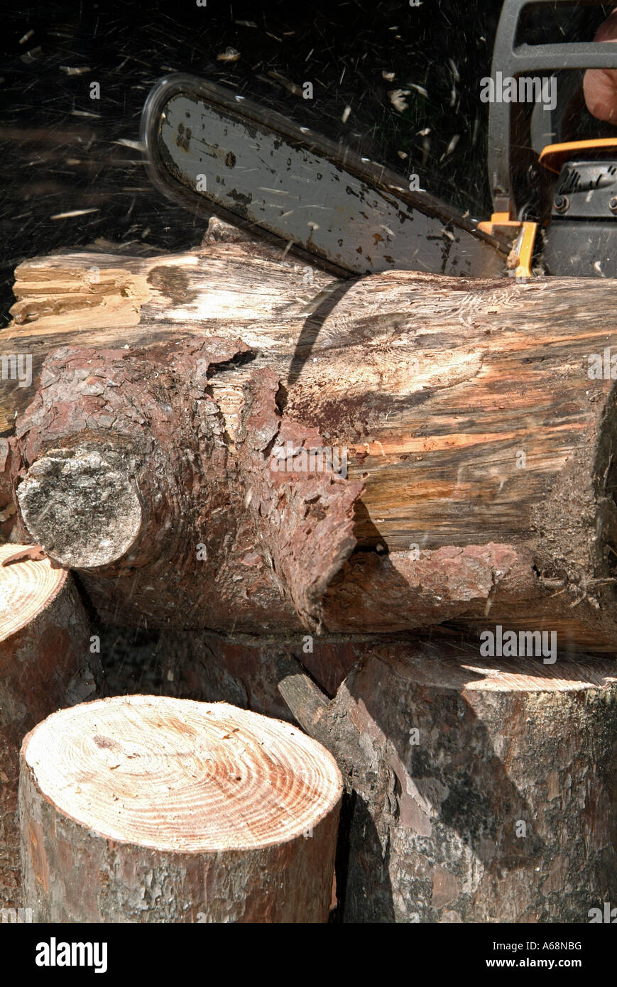 Woodcutter at work, cutting a tree trunks and branches with a chainsaw ...