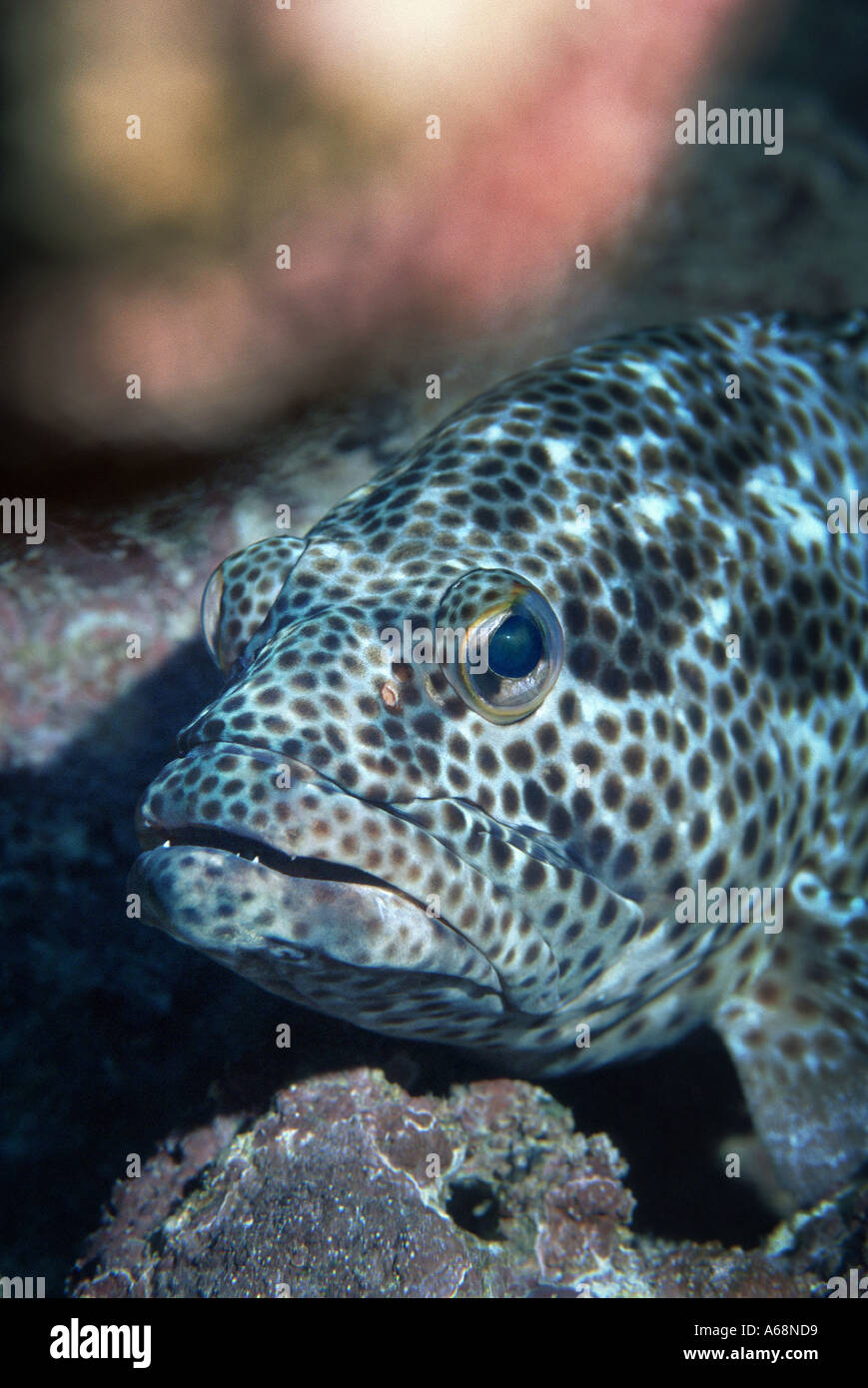 close up of head of grouper Stock Photo - Alamy