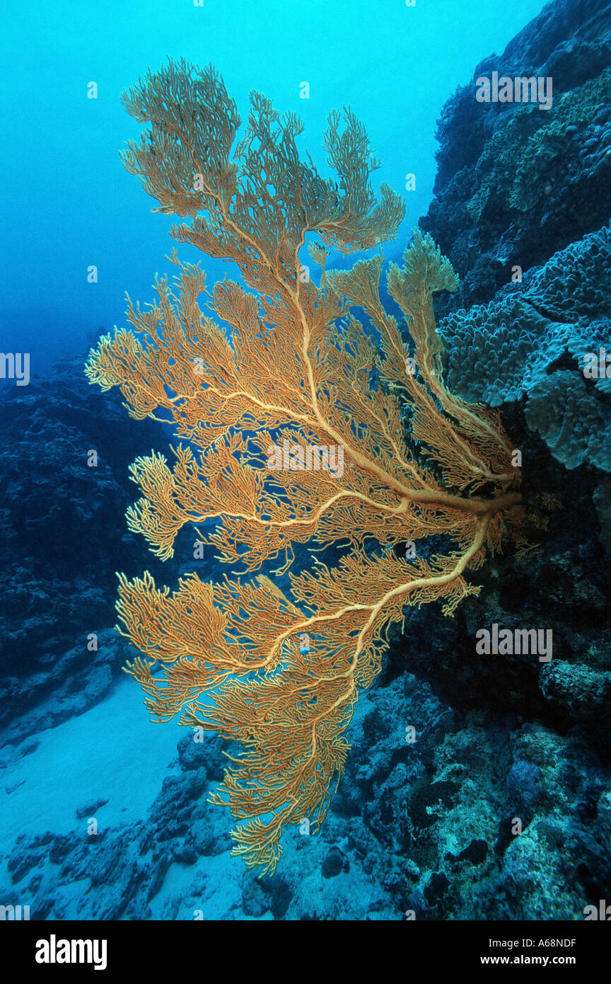 Yellow gorgonian seafan hi-res stock photography and images - Alamy