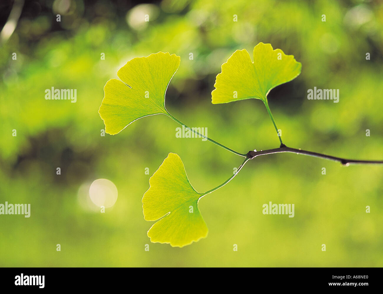 Wild ginko tree hi-res stock photography and images - Alamy