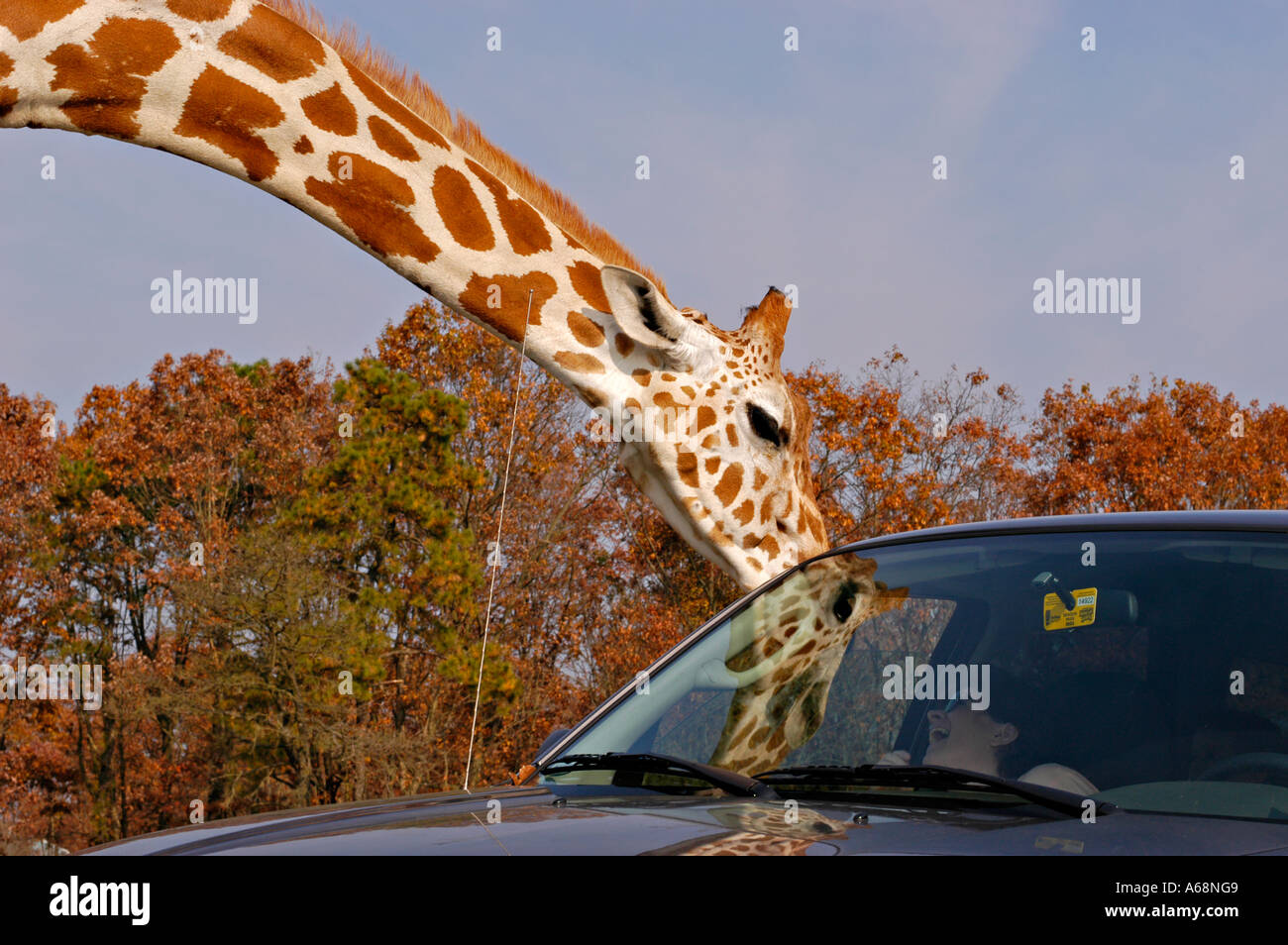 Giraffe Head In Car High Resolution Stock Photography and Images - Alamy